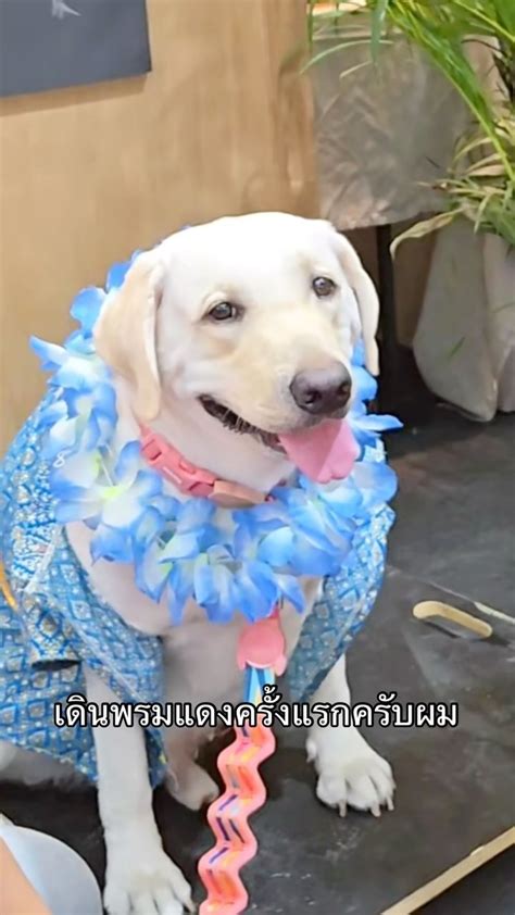 Lukder Jk Labrador • Instagram Photos And Videos