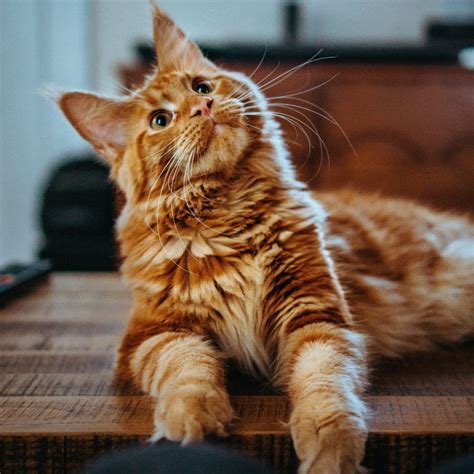 Orange Cat Behaviour All About The Meme Trend Taking Over The Internet