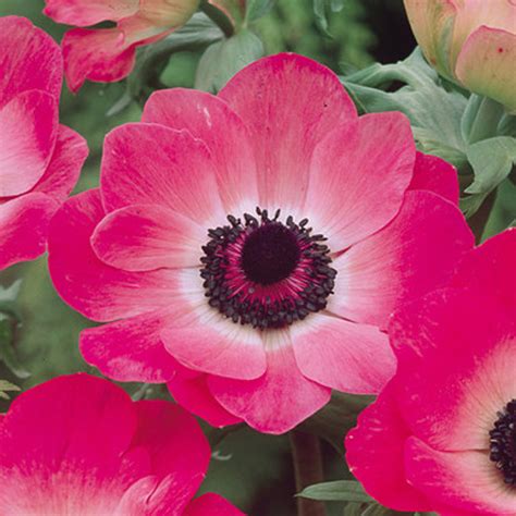 Shop Anemone Sylphide | J. Parker's