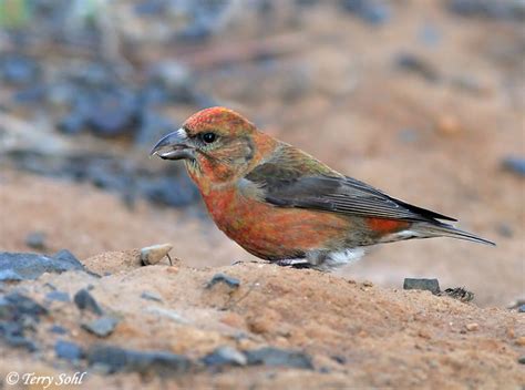 Red Crossbill Loxia Curvirostra South Dakota Birds