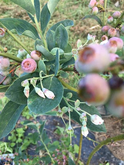 Cooloola Berries Eat Local Noosa