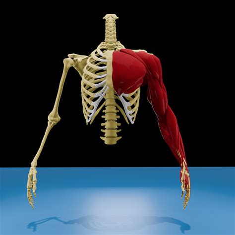 💀 Human Skeleton With Muscle Arm 3d Model・ Stl File For 3d Printing・cults