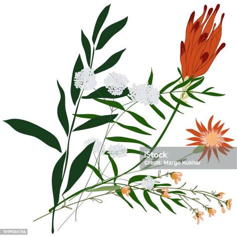 나뭇 가지에 필드 꽃입니다 야생화 아이콘입니다 투명한 배경에 격리된 손으로 그린 초원 식물 0명에 대한 스톡 벡터 아트 및 기타 이미지 Istock