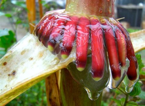 Aerial Root Mucilage From An Indigenous Landrace Of Maize Growing In