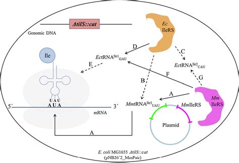 Figure 1 From Sense Codon Emancipation For Proteome Wide Incorporation Of Noncanonical Amino