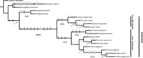 The Cladistic Analysis Resulted In One Most Parsimonious Tree Mpt