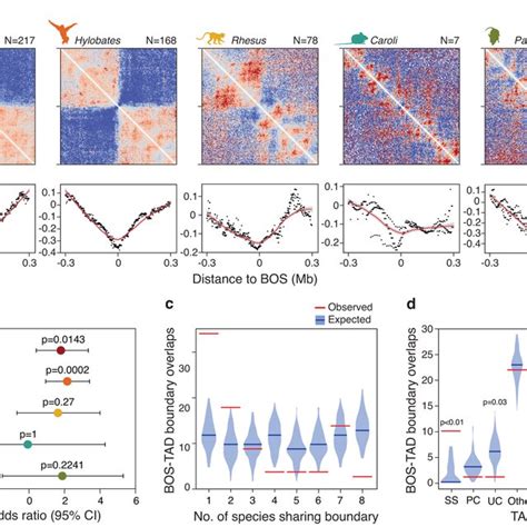 Bos Are Associated With Species Specific Tad Boundaries A Heatmaps Show