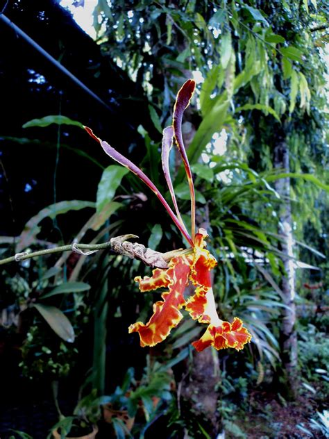 4 Da Love Of Orchids Oncidium Papilio Butterfly Orchid