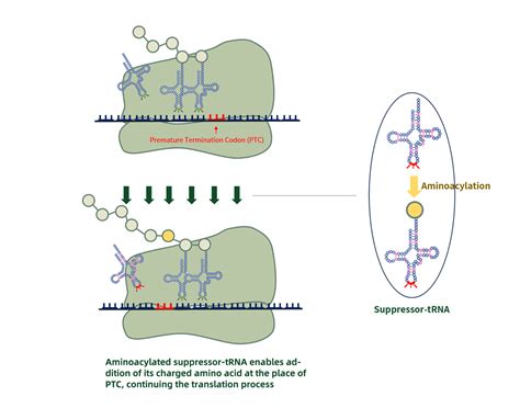 Codone Biotechnology
