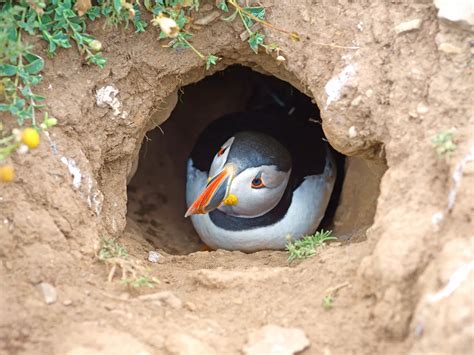 Puffin Nesting Behavior Eggs Location Birdfact