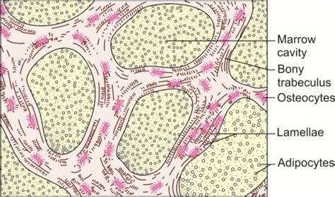 Spongy Bone Histology موقع الدكتور أحمد كلحى