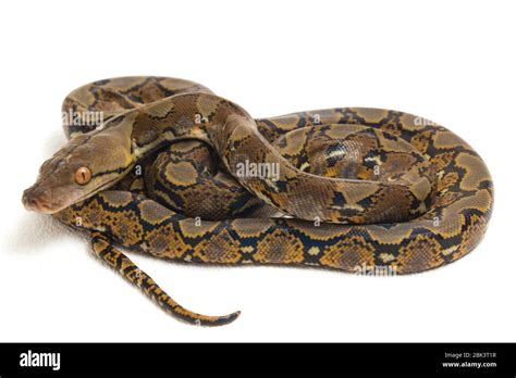 Reticulated Python Python Reticulatus Isolated On White Background