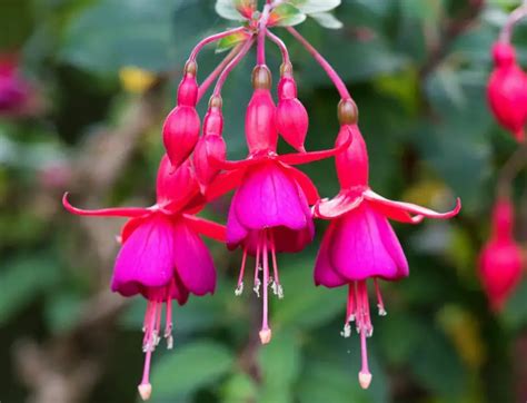 Fuchsia Plant Care And Growing Guide Most Detailed