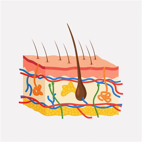 Integumentary System Without Labels