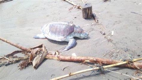5 Bangkai Penyu Langka Ditemukan di Perairan Cilacap: Biasanya Kena ...