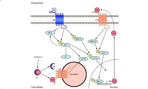 Proposed Interaction Of Complement C3a And C5a With Gsc Regulatory