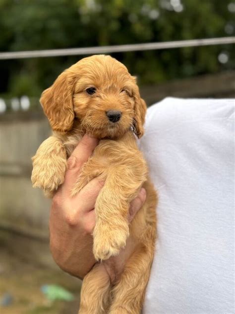 Ready Now Cockapoos Cockapoo Puppies For Sale In Swindon Wiltshire