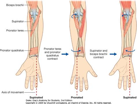 Elbow Complex Anatomical Considerations Best Performance Group