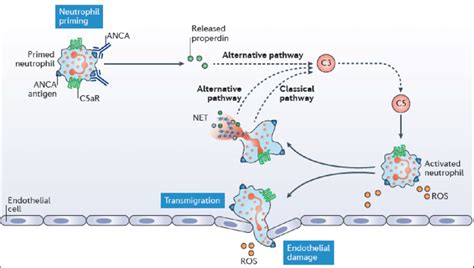 Schematic Overview Of Complement Activation In Anti Neutrophil
