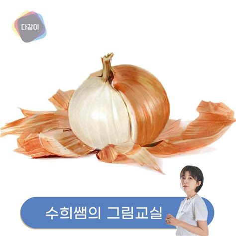 양파 개체묘사 양파 채소 과일 그림