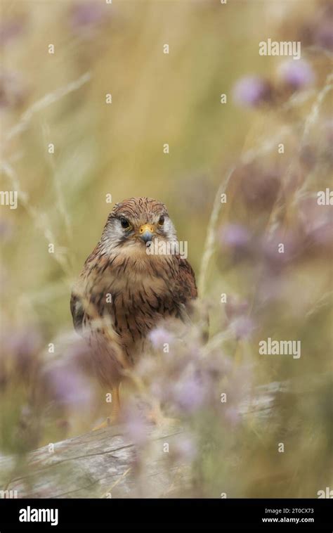 The Kestrel Stalks Its Prey In The Purple Foliage Richmond England