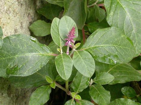 Achyranthus Aspara Apamarga Extract Chirchida Extract Packaging Type