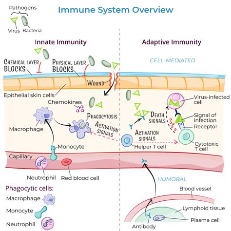 Adaptive Immunity Overview