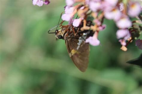 Premium Photo Close Up Of Moth On Flower