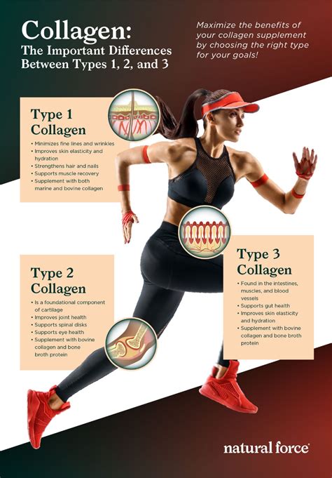 Collagen The Important Differences Between Types 1 2 And 3 Collagen Benefits Collagen