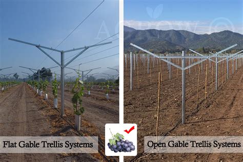 Agrowhow To Choose An Appropriate Trellis System For Vineyard