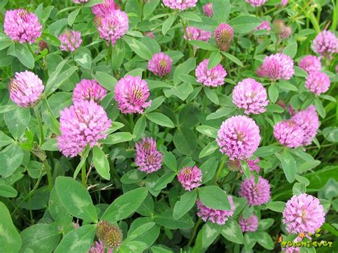 Črna Detelja Zeleni Svet