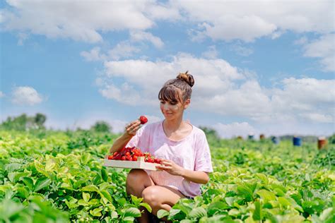 갓 딴 딸기 딸기 농장으로 가득 찬 손을 잡고 있는 여자의 손 여름에 유기농 베리 농장에서 딸기를 따고 먹는 소녀 딸기 농장 밭 잘 익은 붉은 열매 16 17 살에 대한