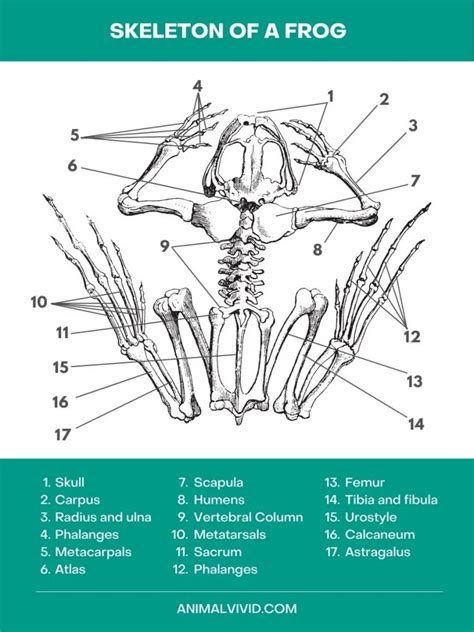 Do Frogs Have Backbones Is A Frog A Vertebrate