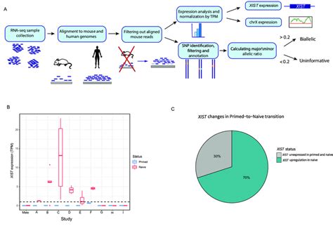primed and naïve hesc analysis and xist expression a schematic