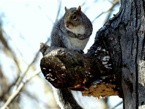 Gray Squirrel 3 By Coolhandchrisrocks On Deviantart