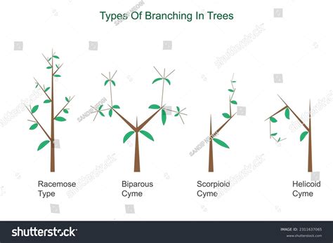 Types Of Branching In Trees At David Lowell Blog