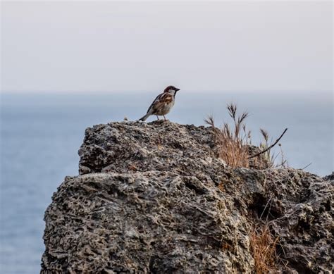 Large Bird On A Rock Images Free Download On Freepik
