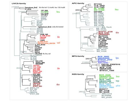 Occurrence Of T Boxes In Relation With Different Transporter Families Download Scientific