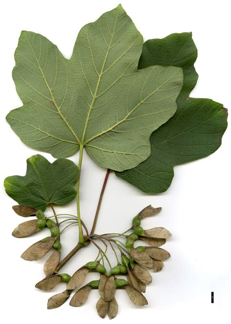 Acer Opalus Trees And Shrubs Online