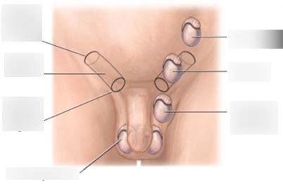TESTICULAR NODES Diagram Quizlet