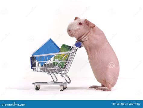 Funny Shopper stock photo. Image of boxes, hairless, foodstuffs - 16842626