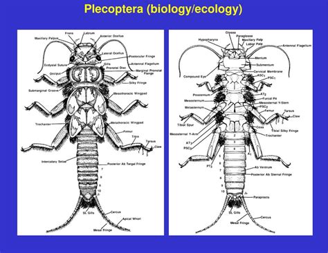 Ppt Order Plecoptera Powerpoint Presentation Free Download Id4529786