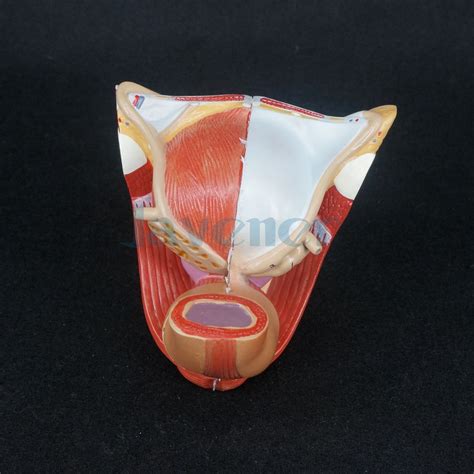 Human Male Genital Penis Organ Anatomical Medical Model Anatomy Science