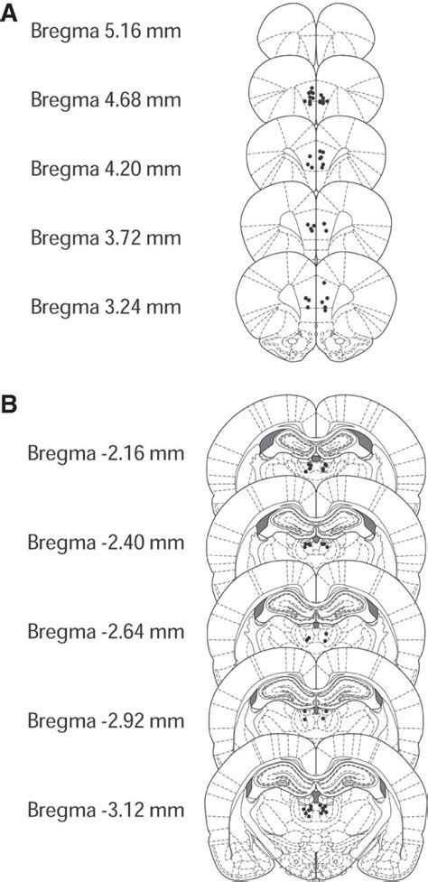Roles Of The Medial Prefrontal Cortex Mediodorsal Thalamus And Their Combined Circuit For