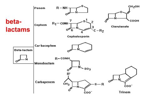 Ppt Beta Lactams Powerpoint Presentation Free Download Id1099074