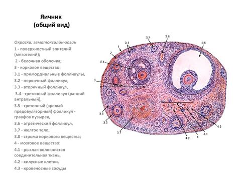Органы женской половой системы Online Presentation
