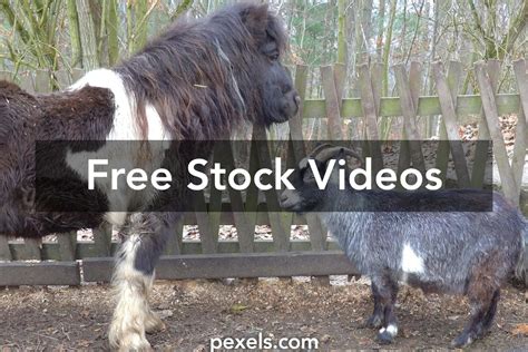 Wooden Pony Videos Download The Best Free 4k Stock Video Footage