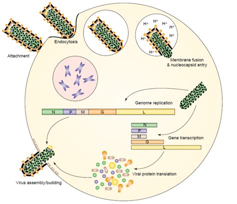 Emerging Biomedical Applications Of The Vesicular 59 Off