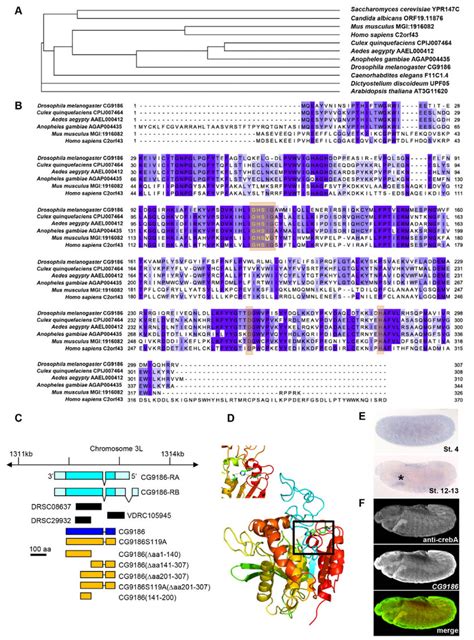 Cg9186 Is An Evolutionarily Conserved Ld Associated Protein A Download Scientific Diagram