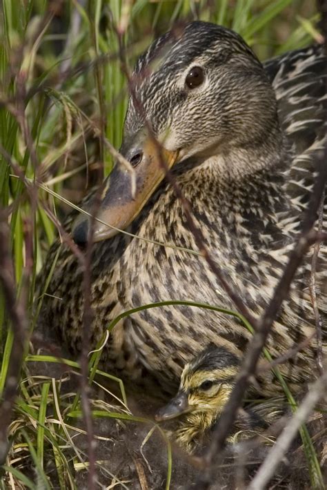 Malard And Duckling View Large Malard A K A Malard Duck A… Flickr